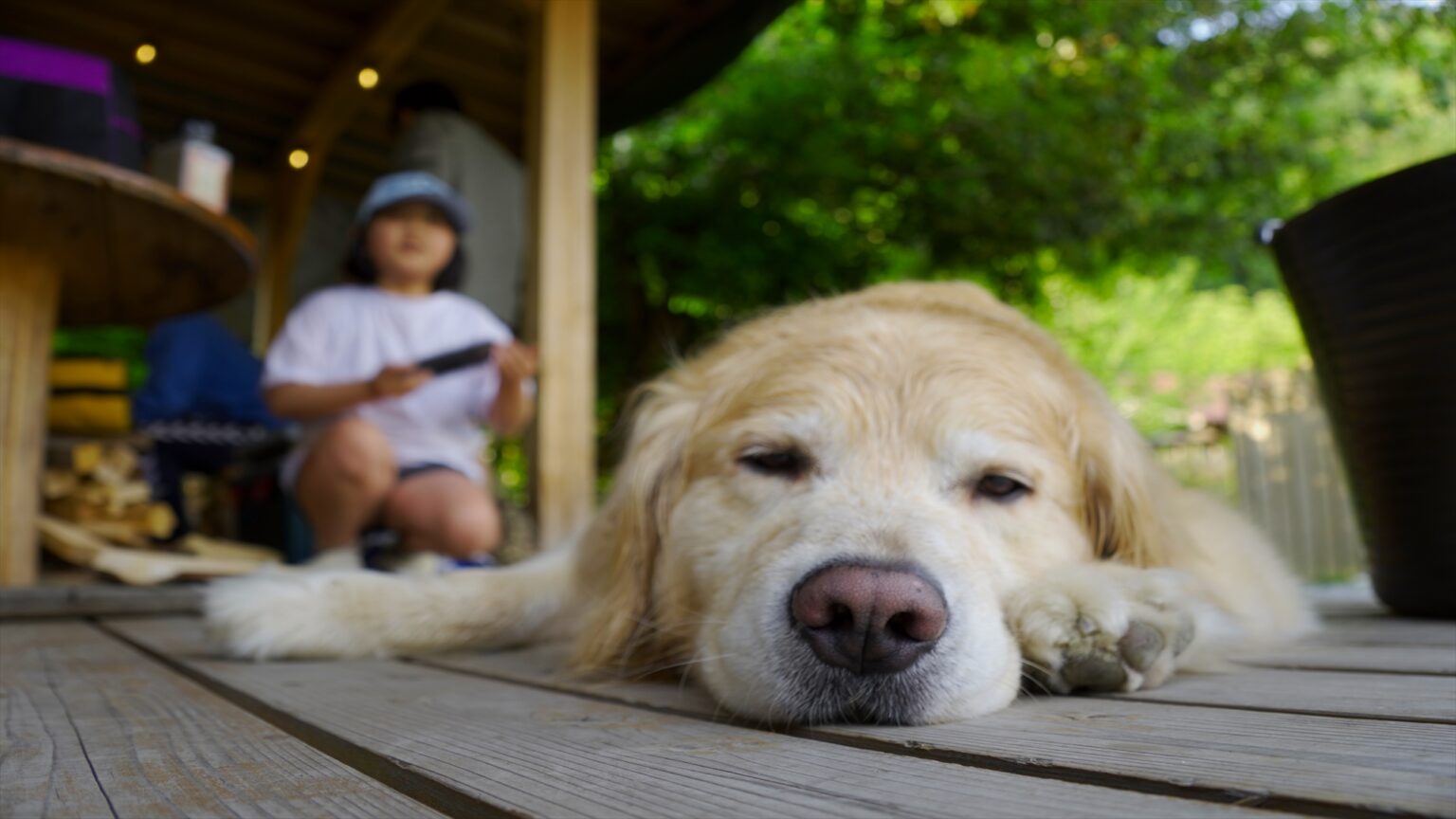 【新登場】愛犬と泊まれる！Camp Base KADOJINで過ごす、癒しの洞川温泉ステイ | Camp base Kadojin（キャンプベース角甚）