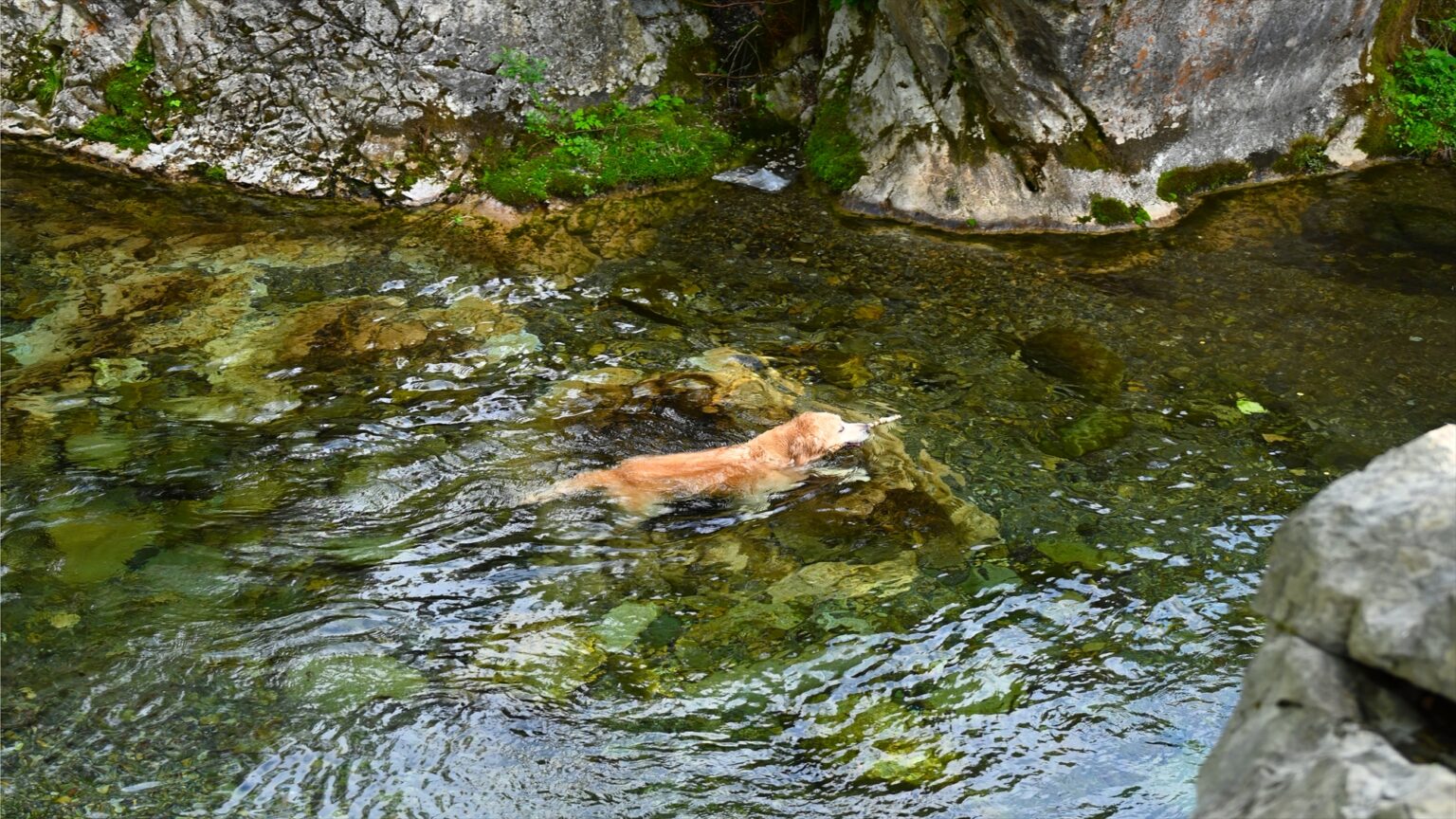 【新登場】愛犬と泊まれる！Camp Base KADOJINで過ごす、癒しの洞川温泉ステイ | Camp base Kadojin（キャンプベース角甚）